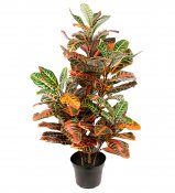 Croton - 100 cm - Discontinued - Hemshopen.se