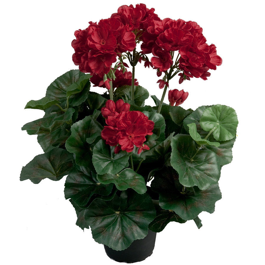 Pelargon Röd - 35 cm - Hemshopen.se