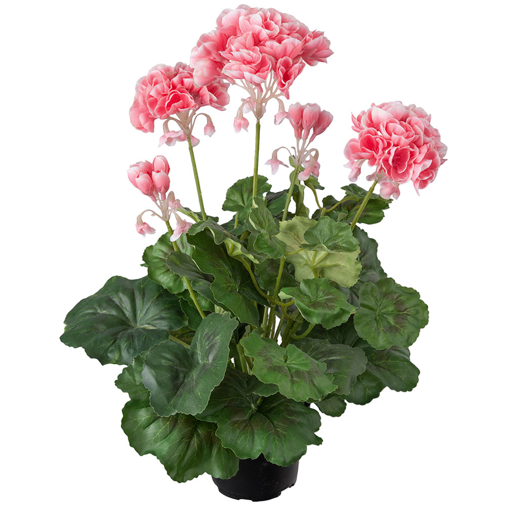 Pelargon Rosa - 40 cm - Hemshopen.se